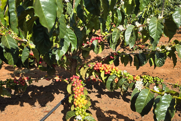 Kericho EA DECAF – Crankhouse Coffee Ltd